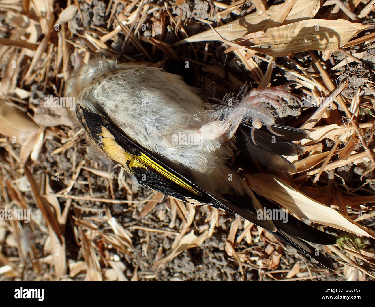 Baby goldfinch hi-res stock photography and images - Alamy