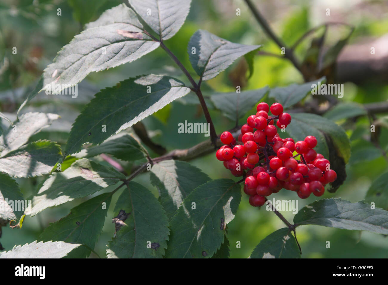 Red Berried High Resolution Stock Photography and Images - Alamy