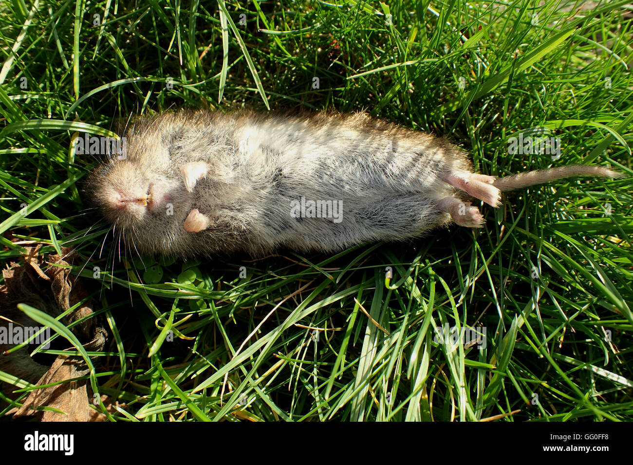 Dead field vole (Microtus agrestis) lying on its back in grass Stock ...