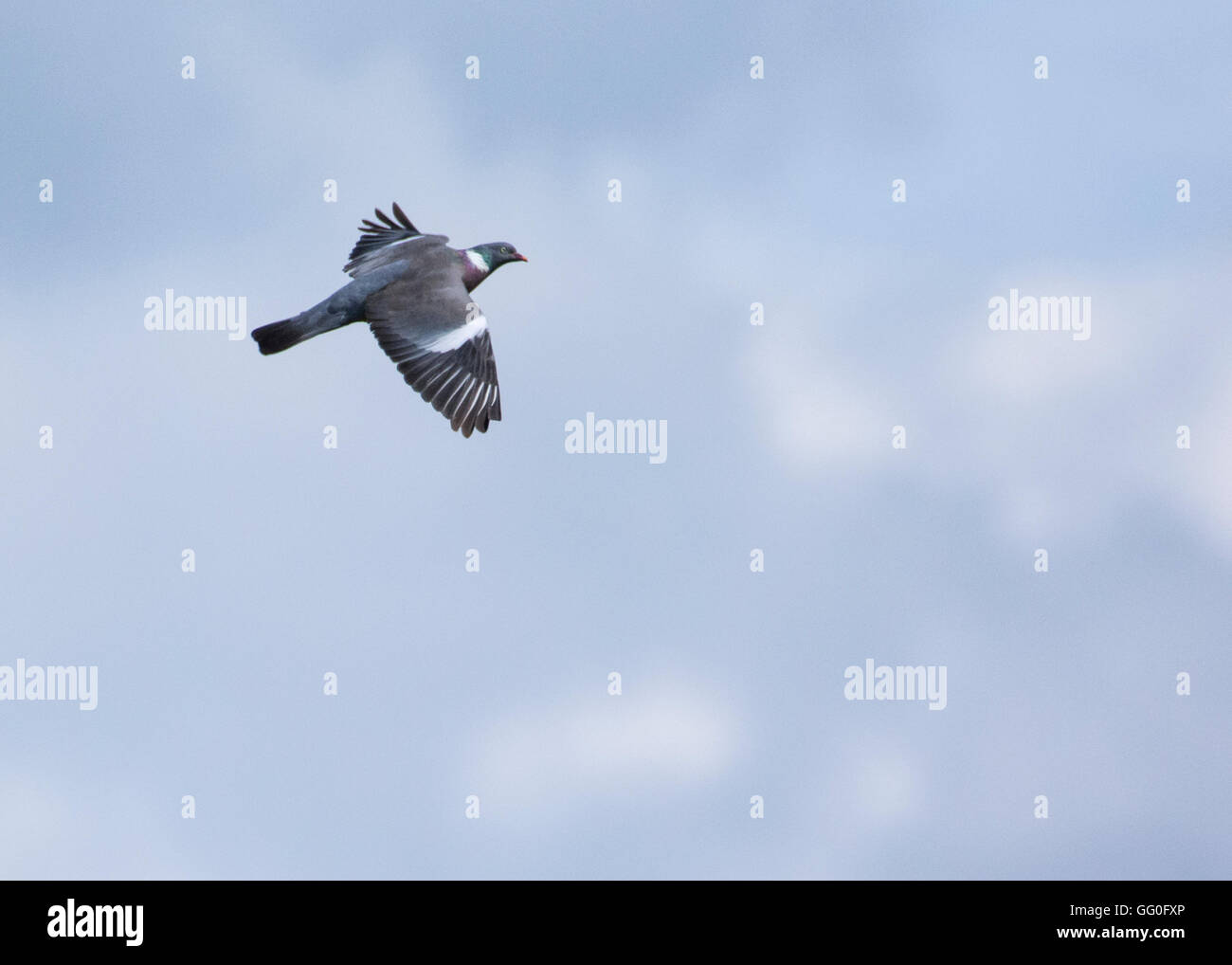 Wood Pigeon flight Stock Photo - Alamy