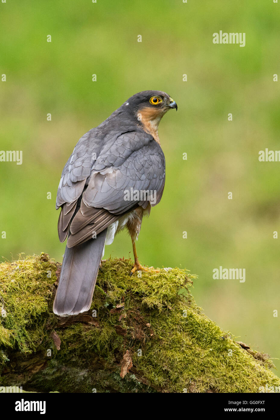 Blue male sparrow hawk hi-res stock photography and images - Alamy