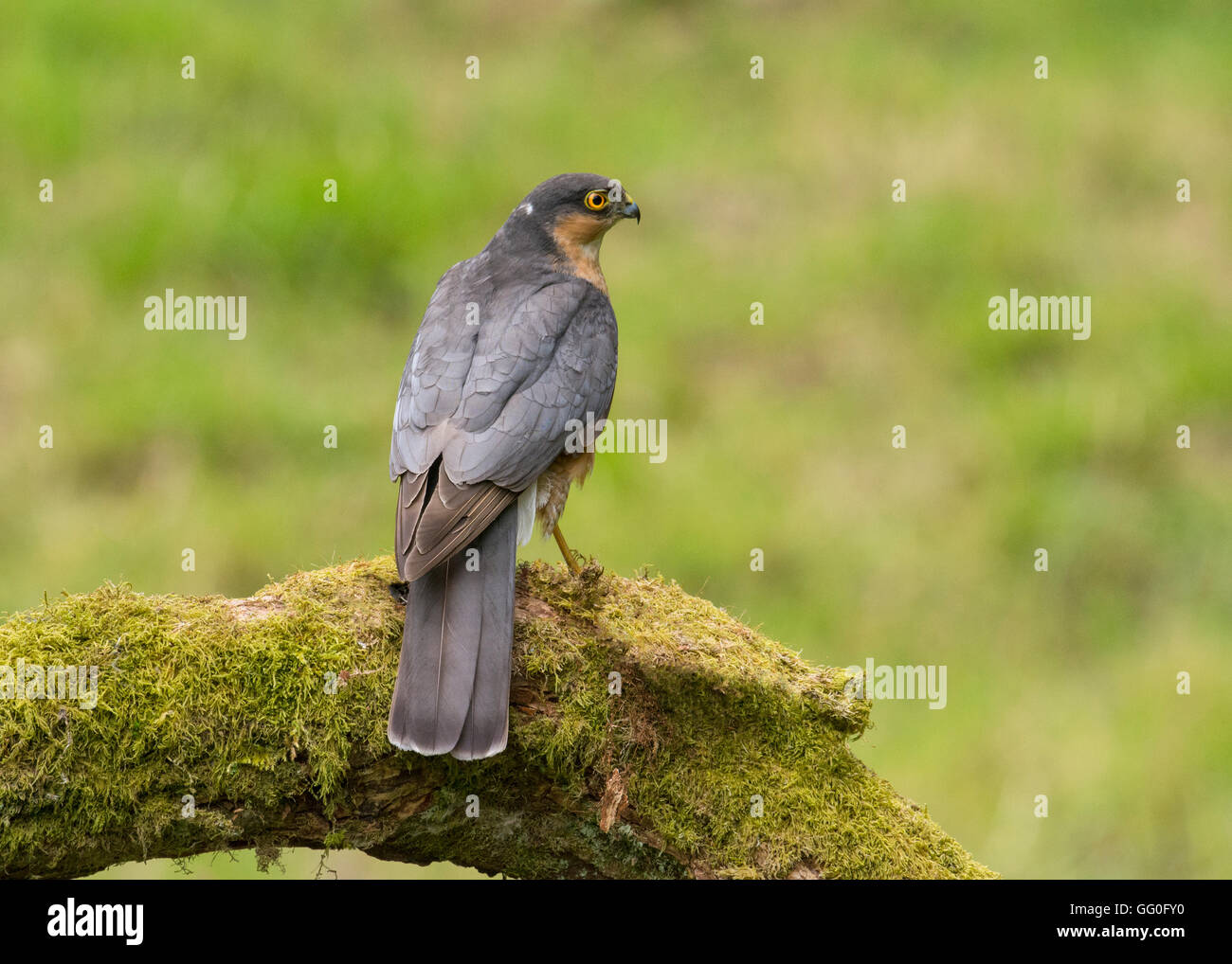 Blue male sparrow hawk hi-res stock photography and images - Alamy
