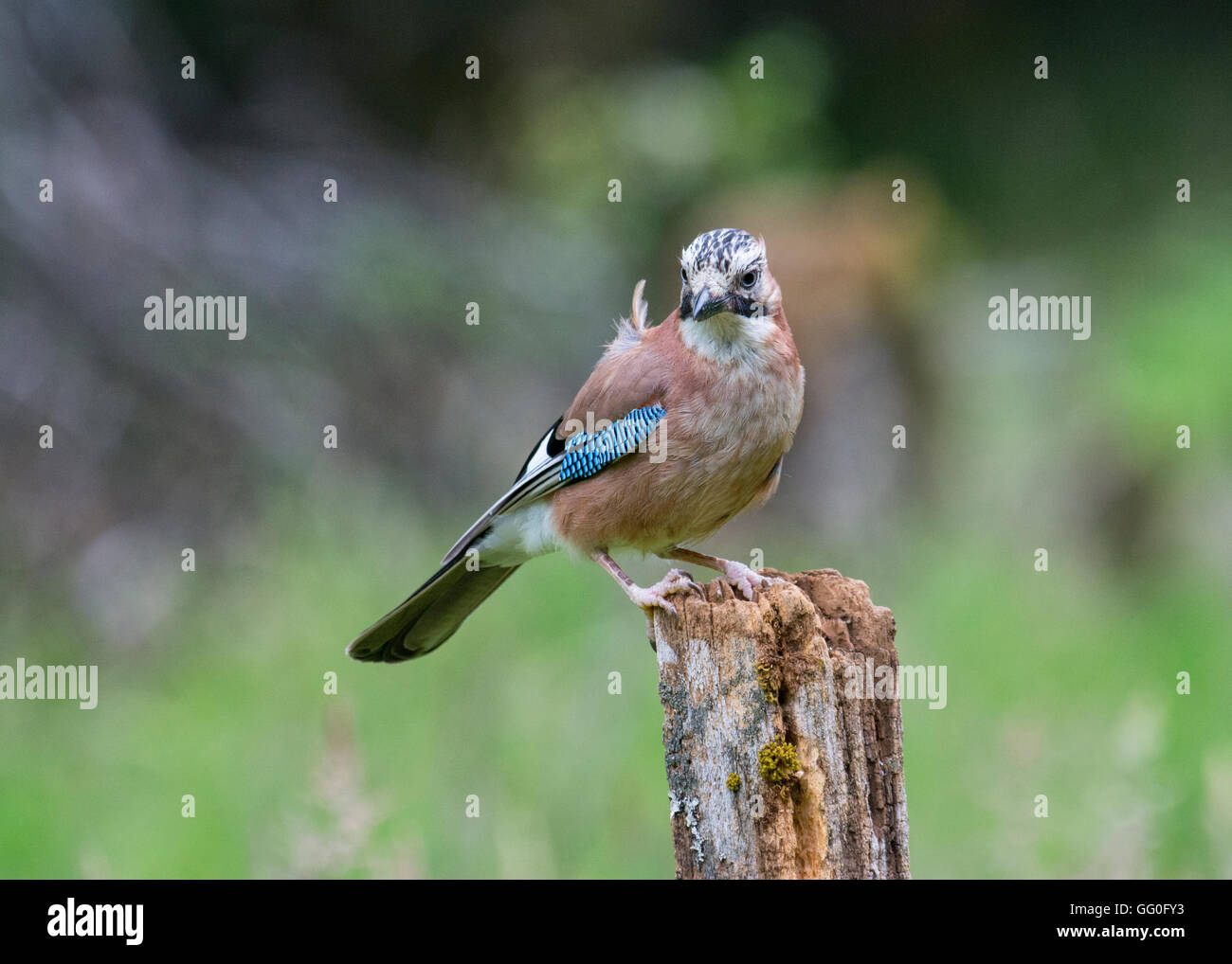 European jay hi-res stock photography and images - Alamy