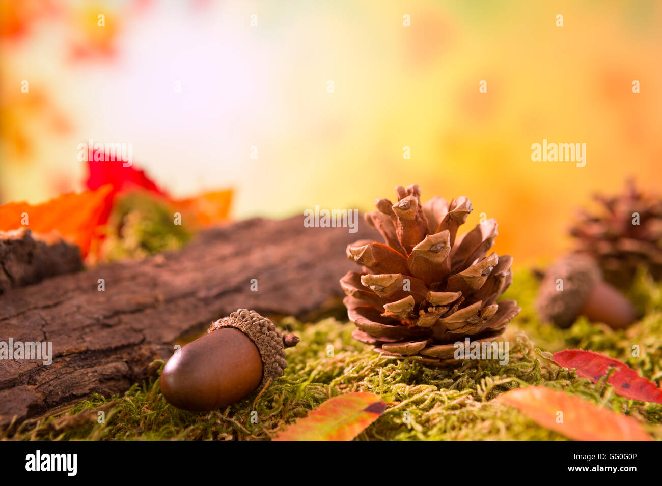 An autumn nature still life in bright light with copy space Stock Photo ...