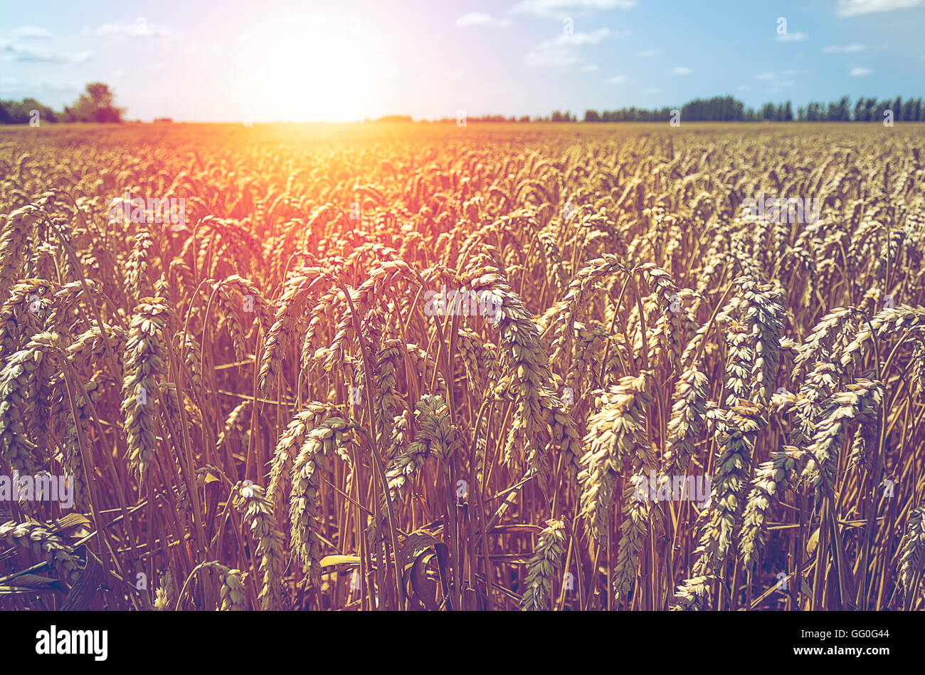 Summer wheat field farm hi-res stock photography and images - Alamy