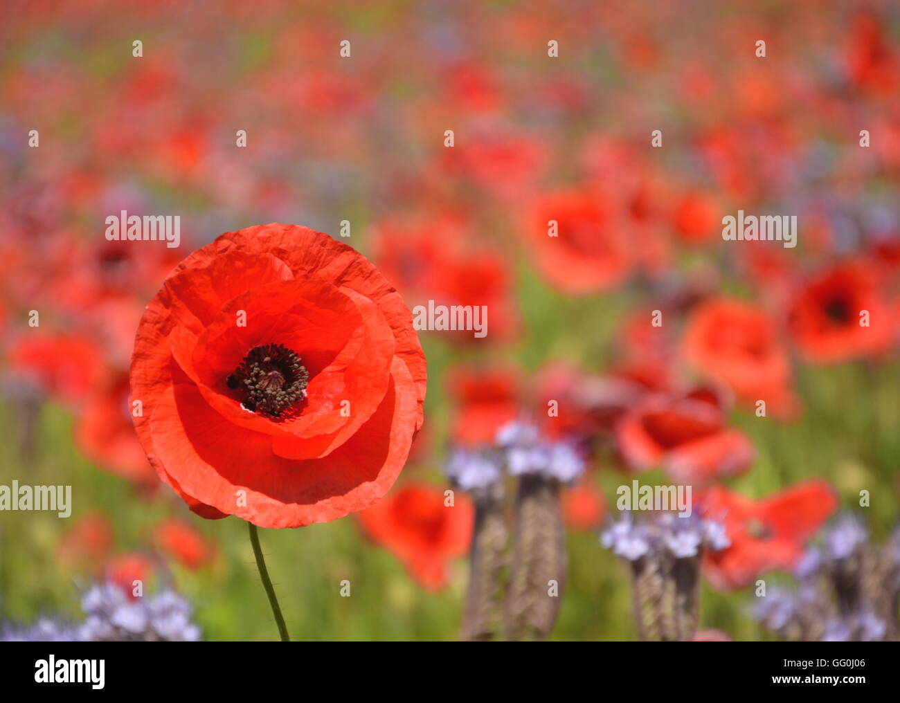 Beautiful summer countryside field of phacelia and poppy seed flowers ...