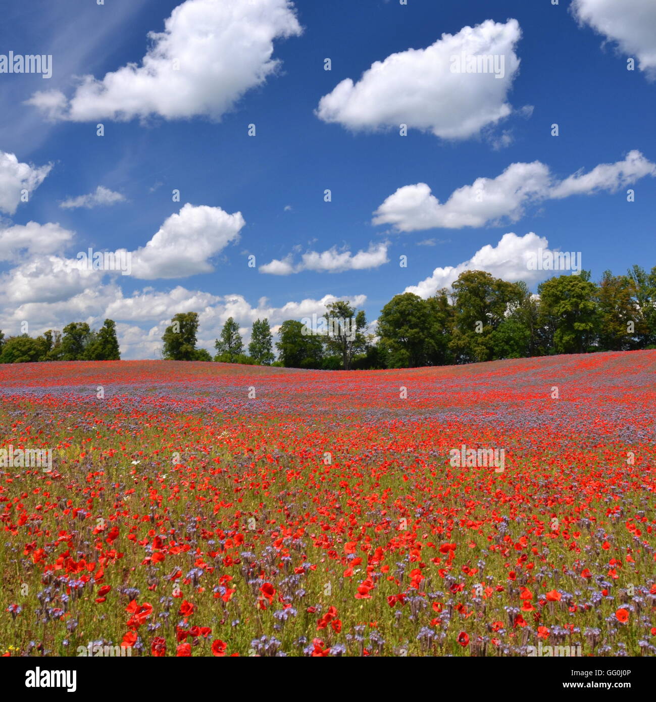 Beautiful summer countryside field of phacelia and poppy seed flowers ...