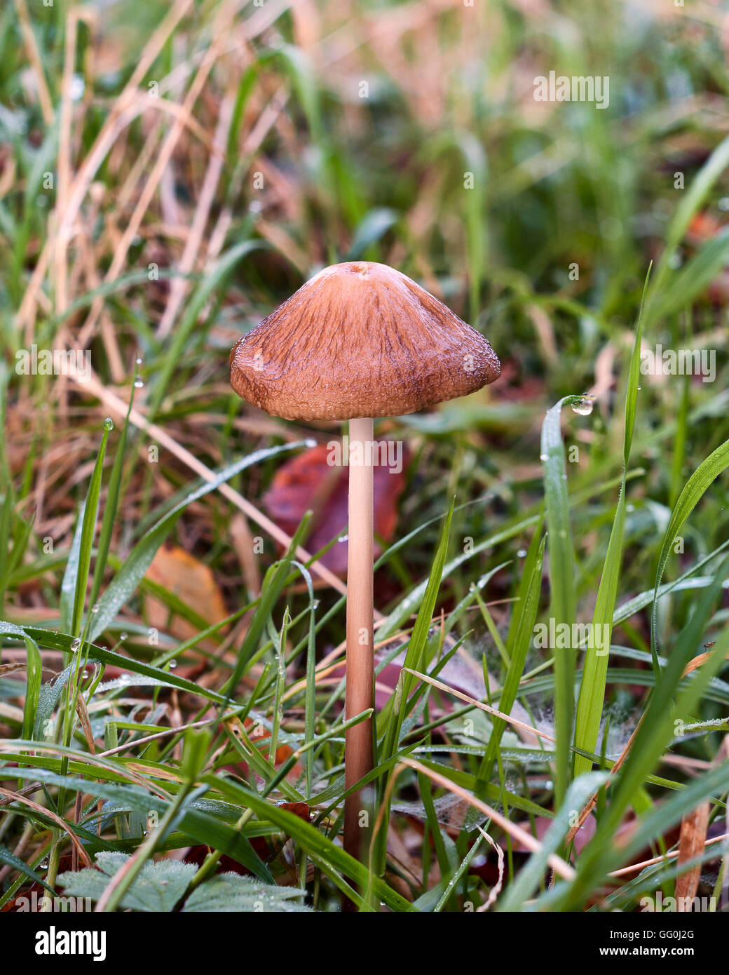 Kingdom fungi hi-res stock photography and images - Alamy