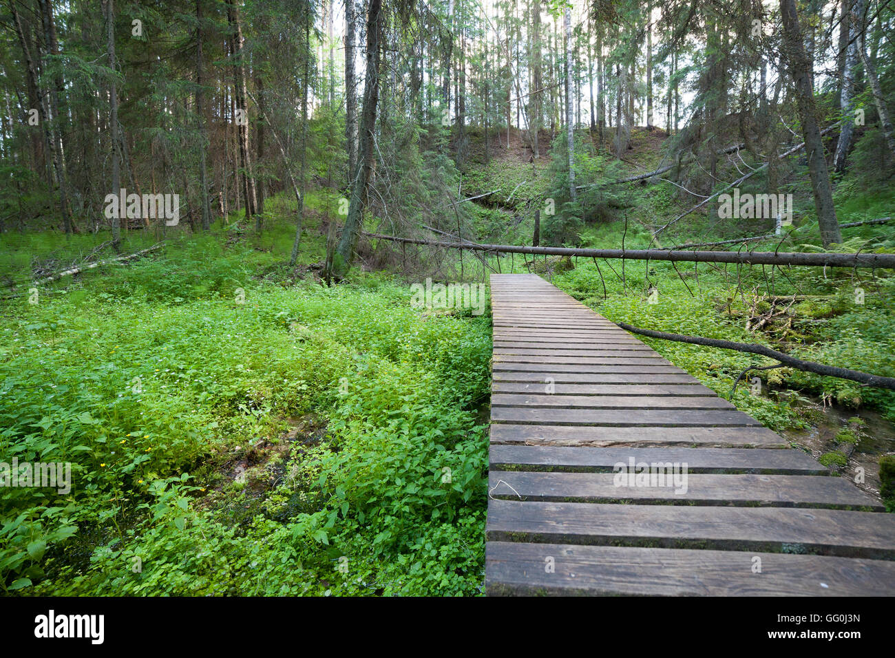 Wooden plank pathway hi-res stock photography and images - Alamy