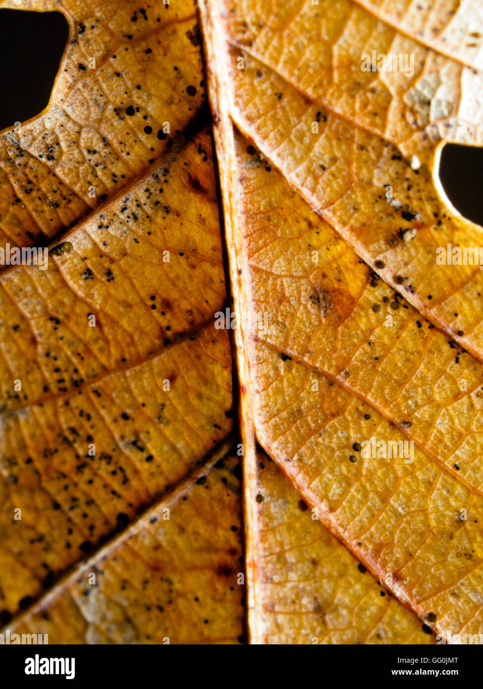 Detail of a dead tree leaf Stock Photo - Alamy