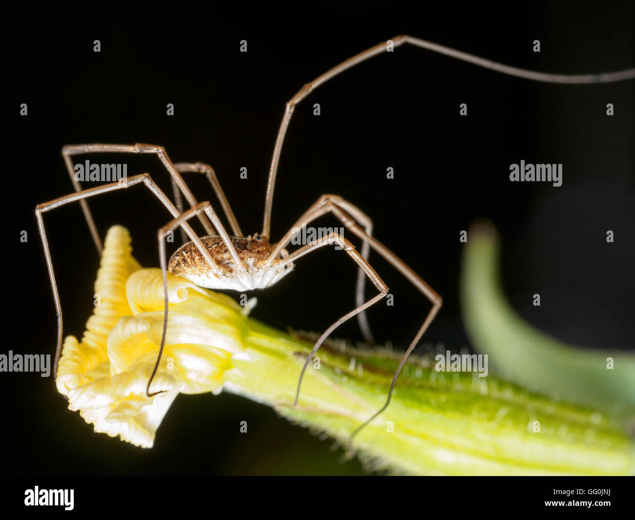 Spider italy hi-res stock photography and images - Alamy
