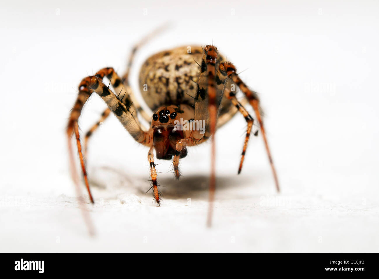 Labyrinth spider agelena labyrinthica hi-res stock photography and ...