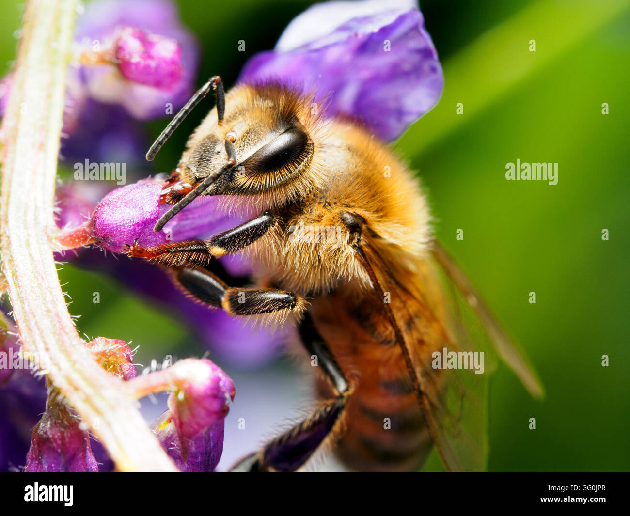 European Honey Bee (Apis mellifera, Apis mellifica) - Italy Stock Photo ...