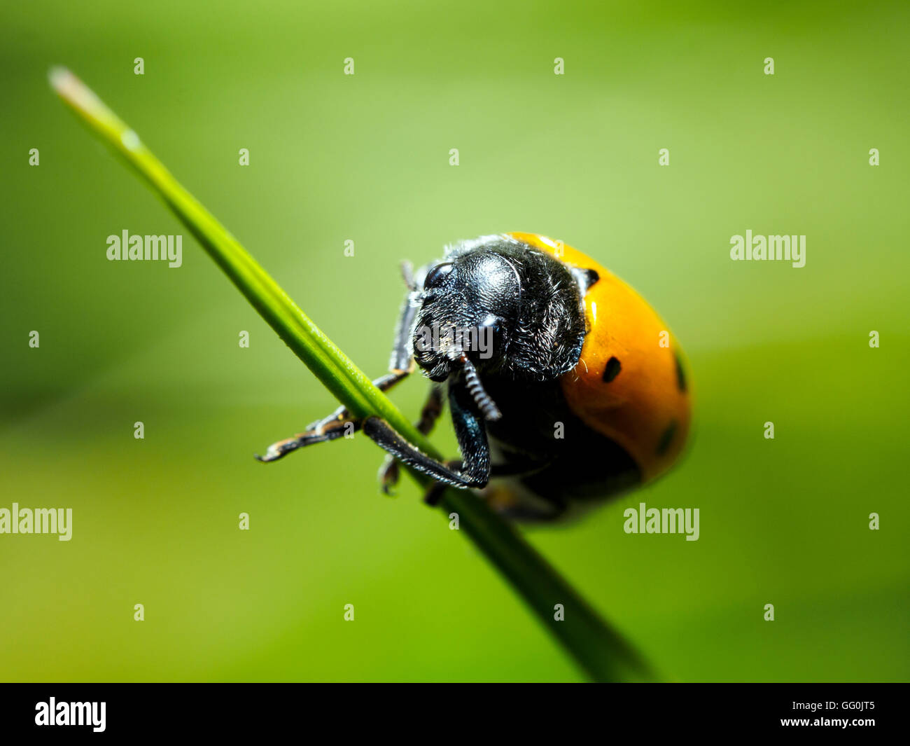 Lachnaea sexpunctata hi-res stock photography and images - Alamy