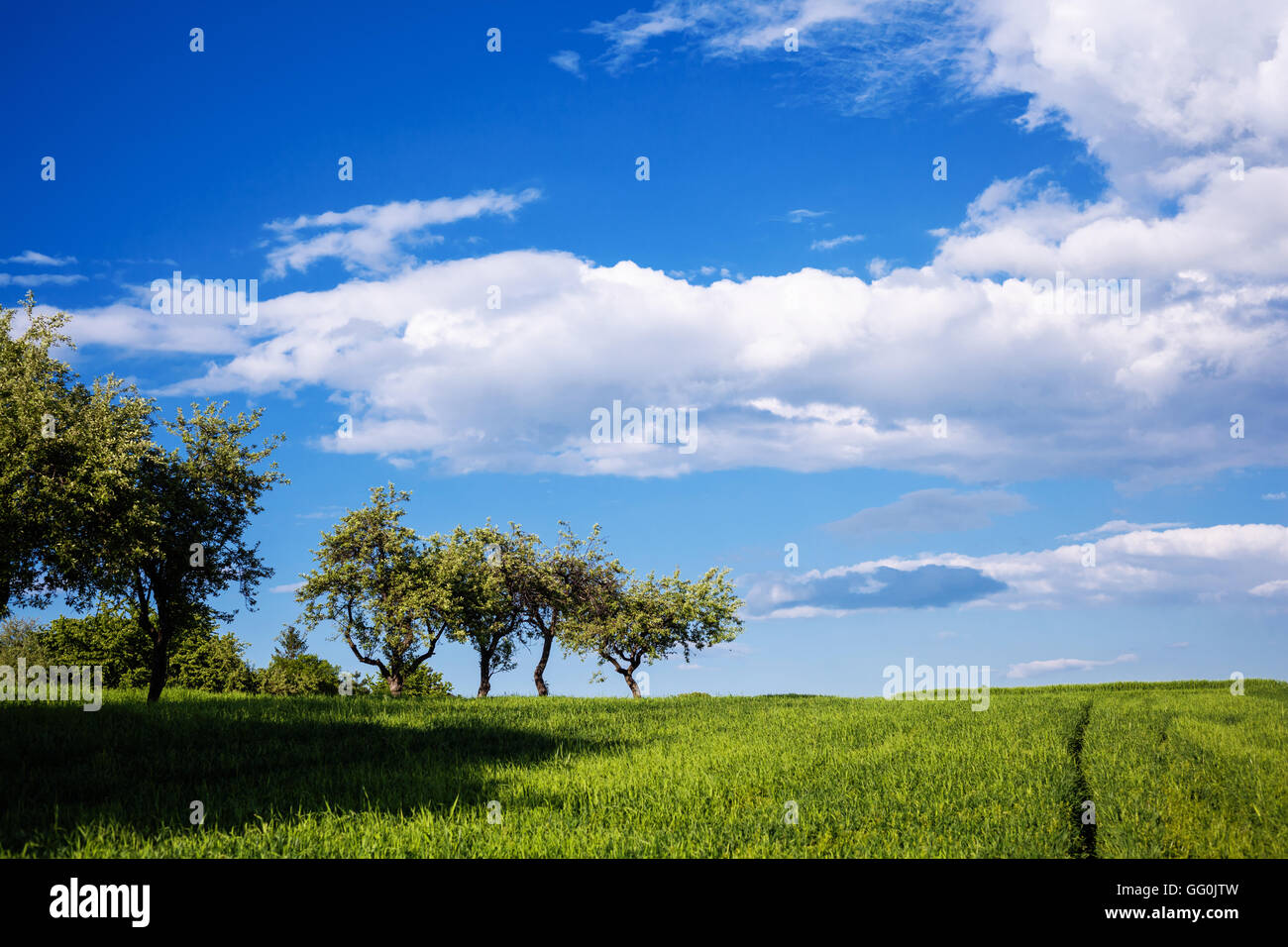Beautiful meadow lamdscape with blue sky Stock Photo - Alamy