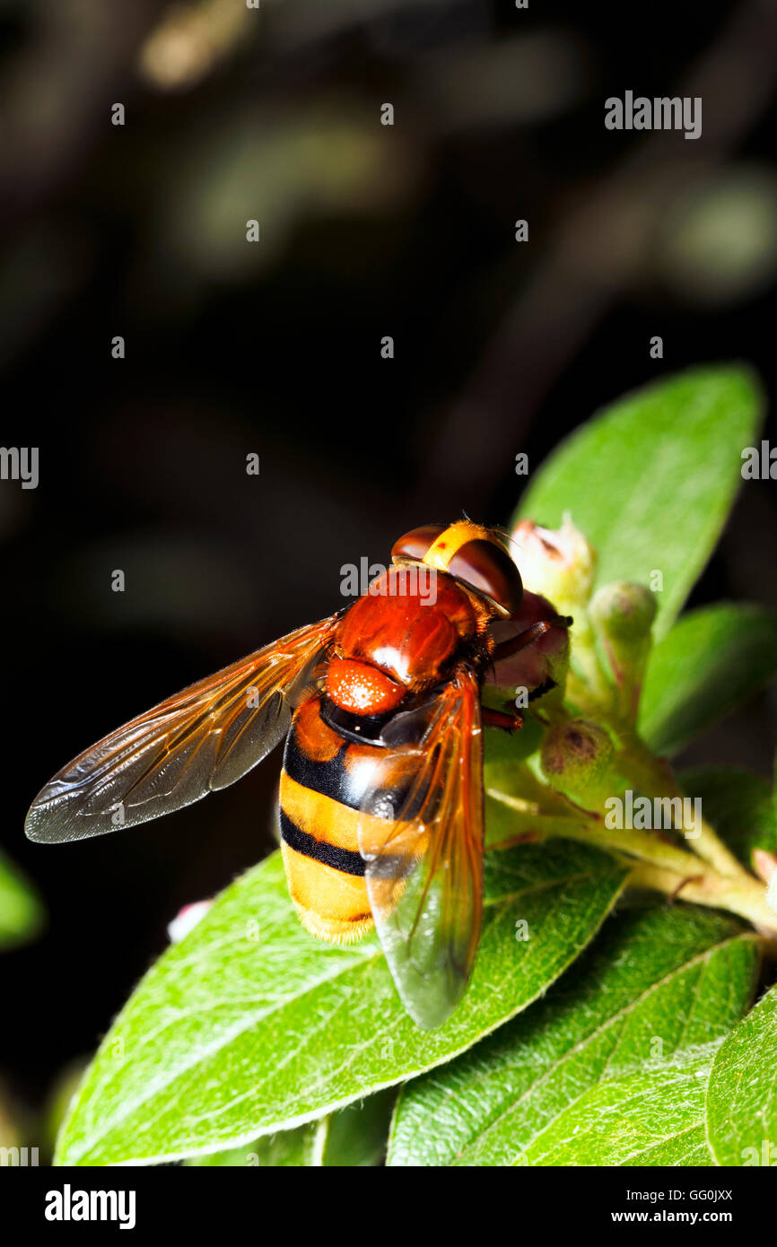Hornet mimic hoverfly (Volucella zonaria) - Italy Stock Photo - Alamy