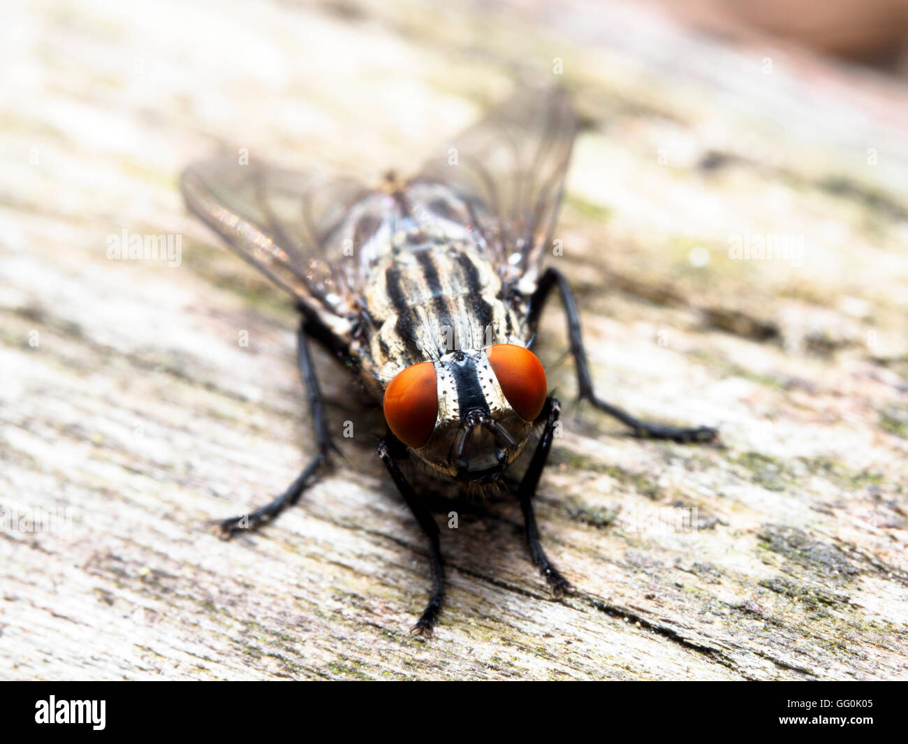 Musca domestica hi-res stock photography and images - Alamy