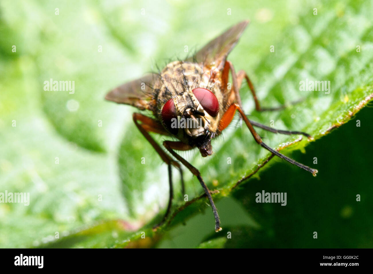 House fly (Musca domestica) - Italy Stock Photo - Alamy