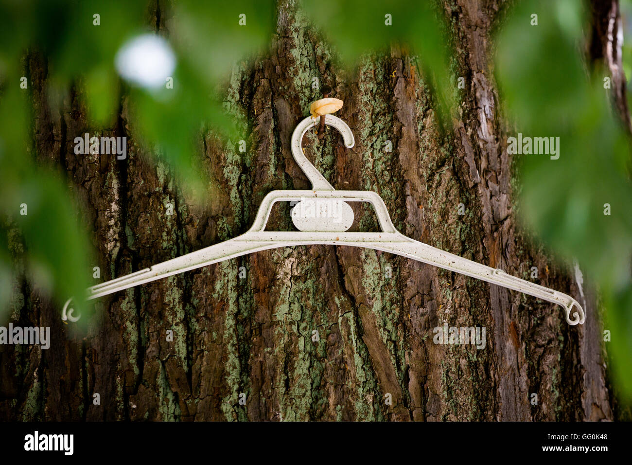 Hanger hanging on a tree - ecological concept photo Stock Photo - Alamy