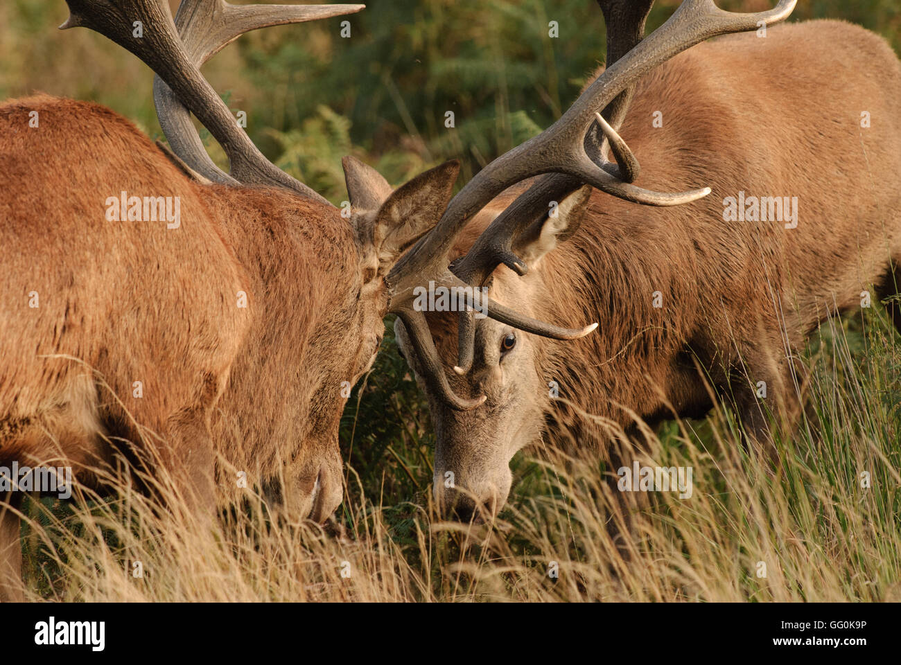 Two stags fighting hi-res stock photography and images - Alamy