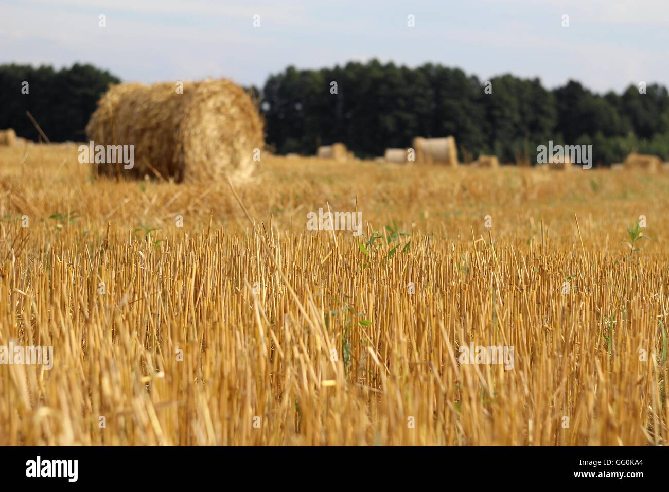 Field with hay bales Stock Photo - Alamy
