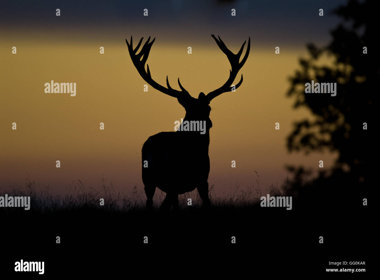 Red deer stag at sunset hi-res stock photography and images - Alamy
