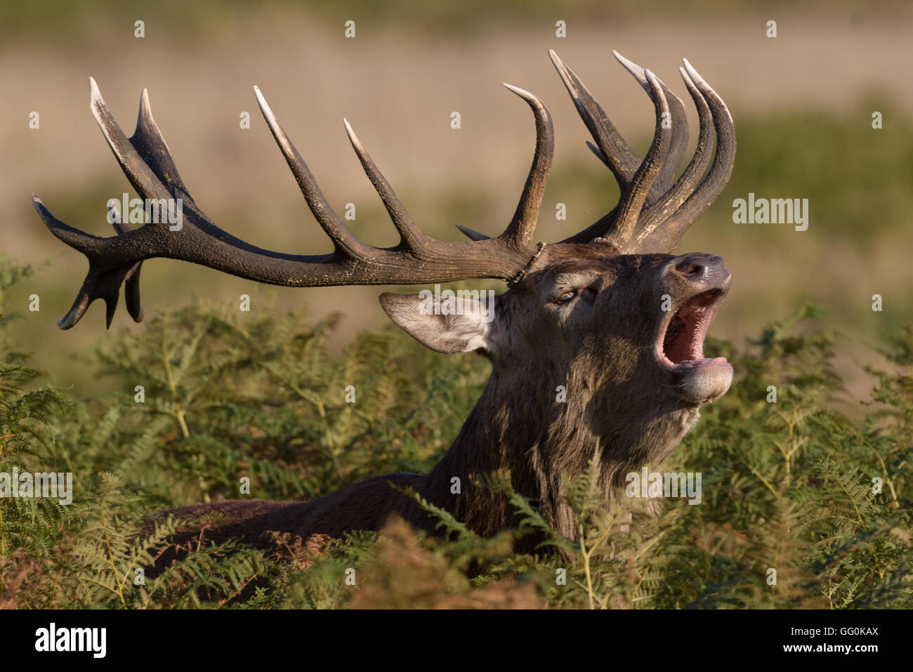 During the rutting season Red deer stags make a loud roaring noise ...
