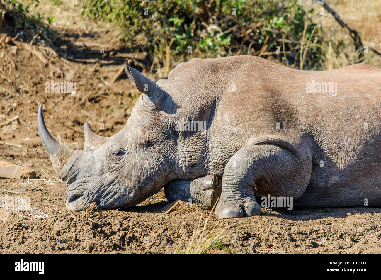 Head shot of Rhinoceros sunbathing on dry mud in South Africa ...