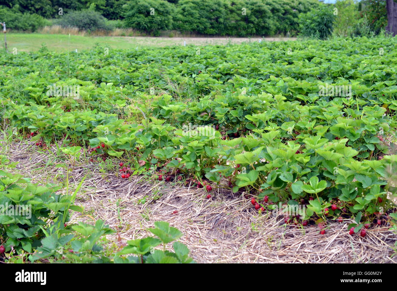 rows of a strawberry field with grown fruits Stock Photo - Alamy