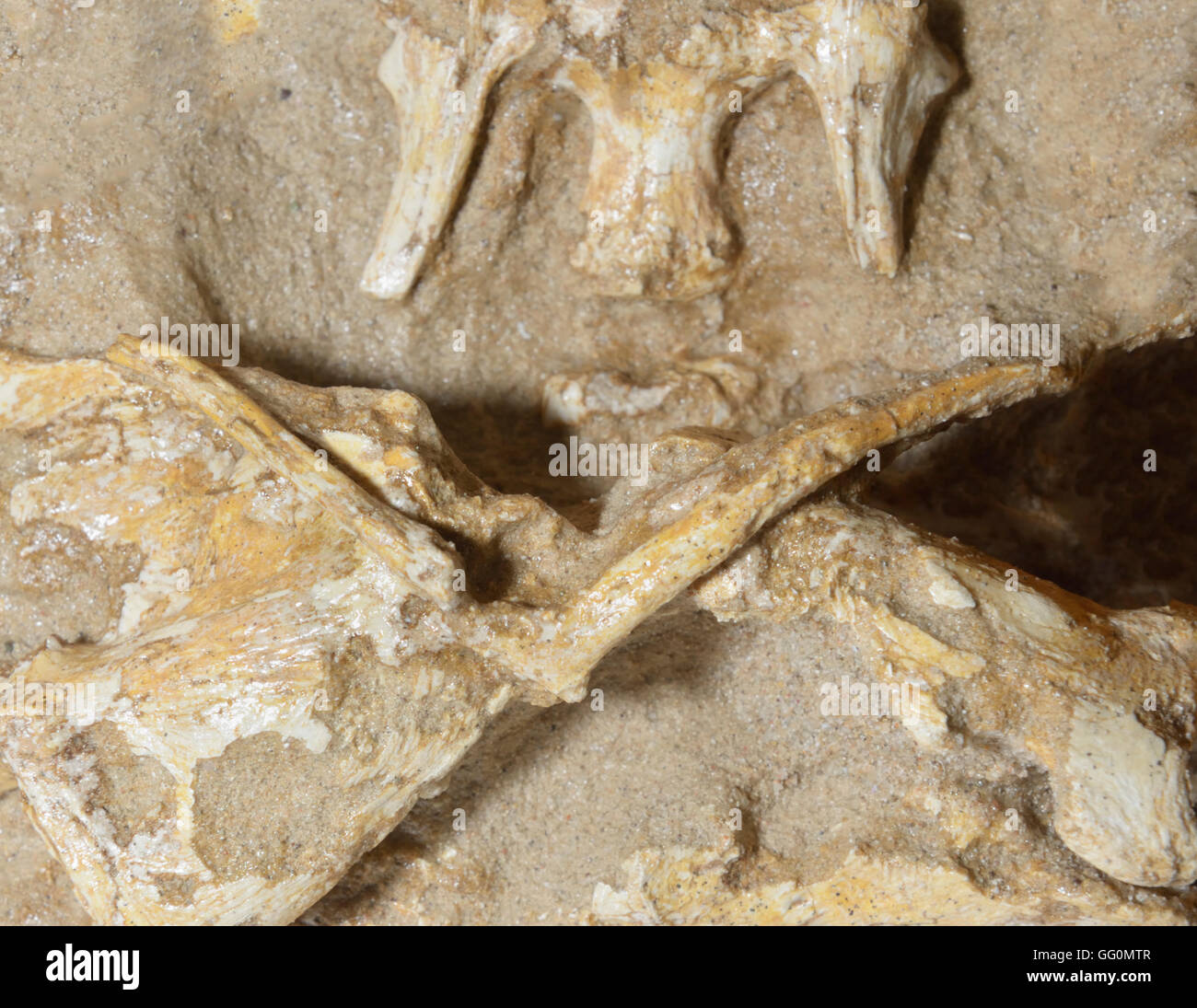 Velociraptor hi-res stock photography and images - Alamy