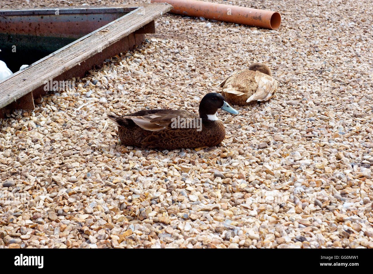 Quack duck eggs hi-res stock photography and images - Alamy