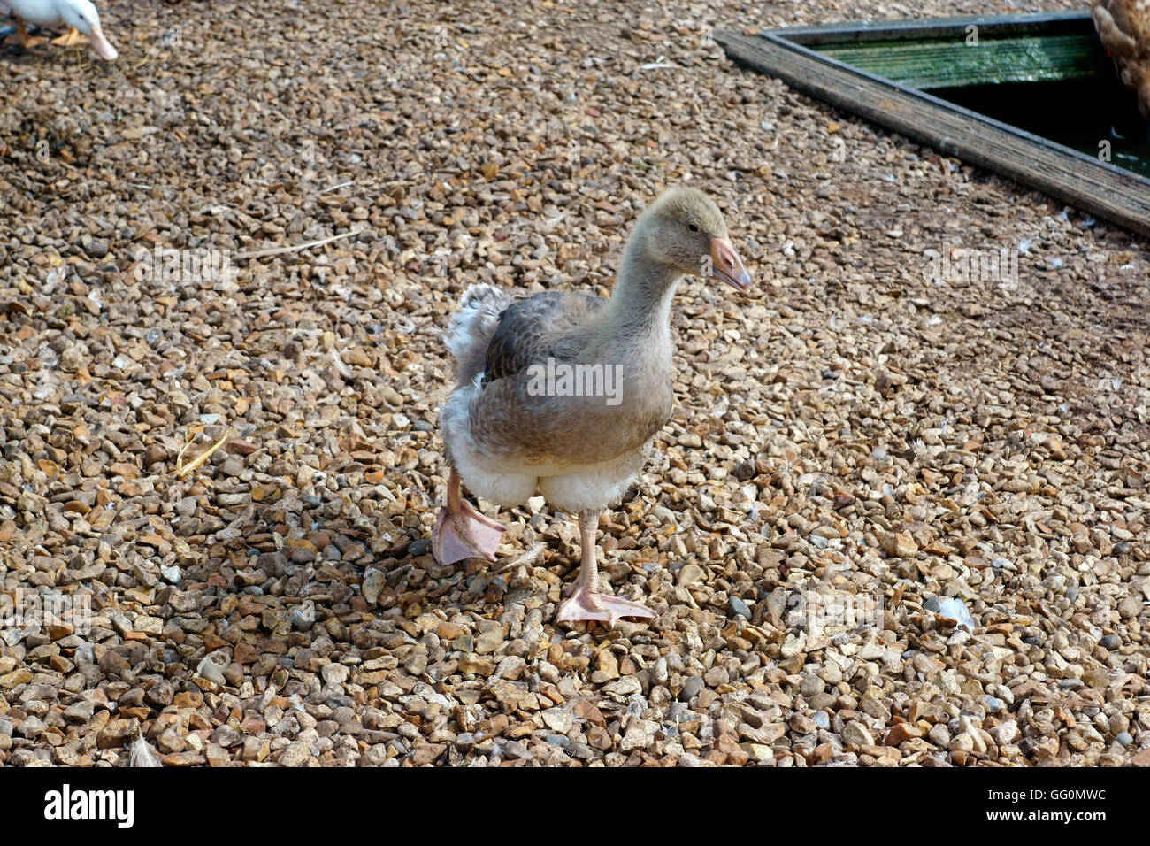Marching geese hi-res stock photography and images - Alamy