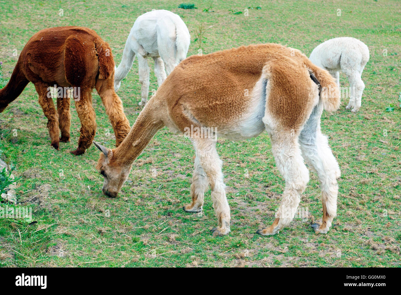 Alpaca wool blankets peru hi-res stock photography and images - Alamy