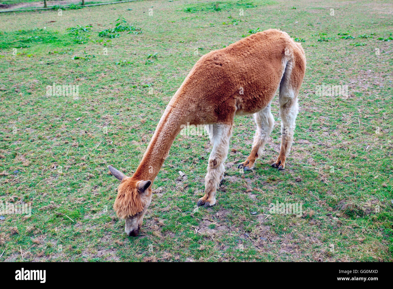 Alpaca wool blankets peru hi-res stock photography and images - Alamy