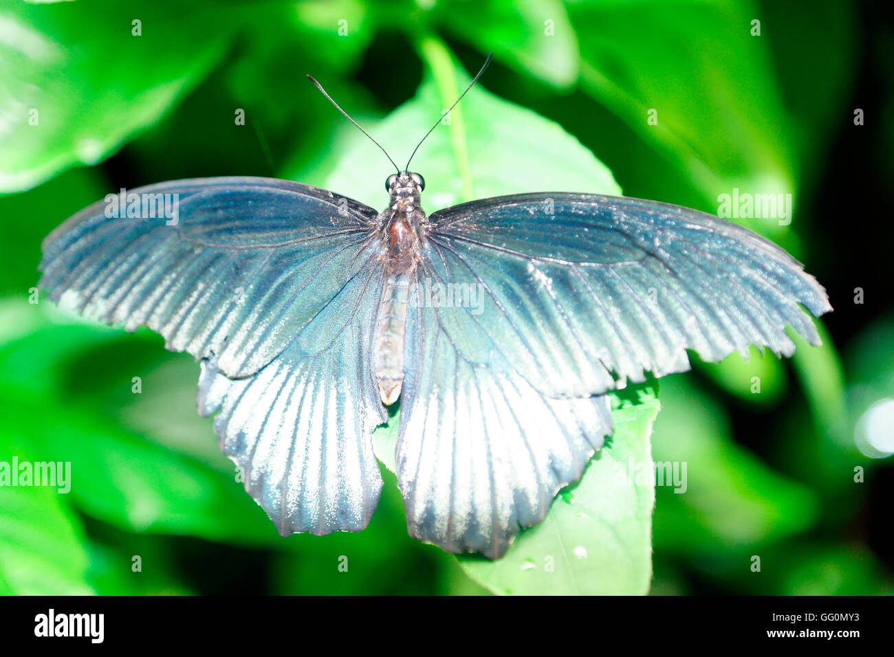 Mating swallowtail butterfly hi-res stock photography and images - Alamy