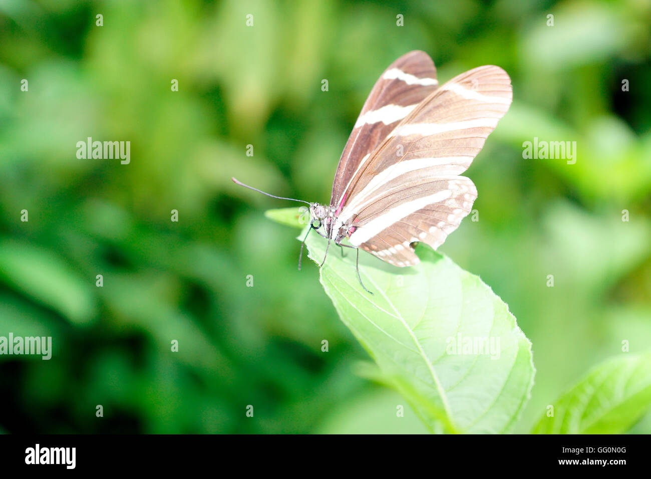 Zebra long wing butterflies hi-res stock photography and images - Alamy