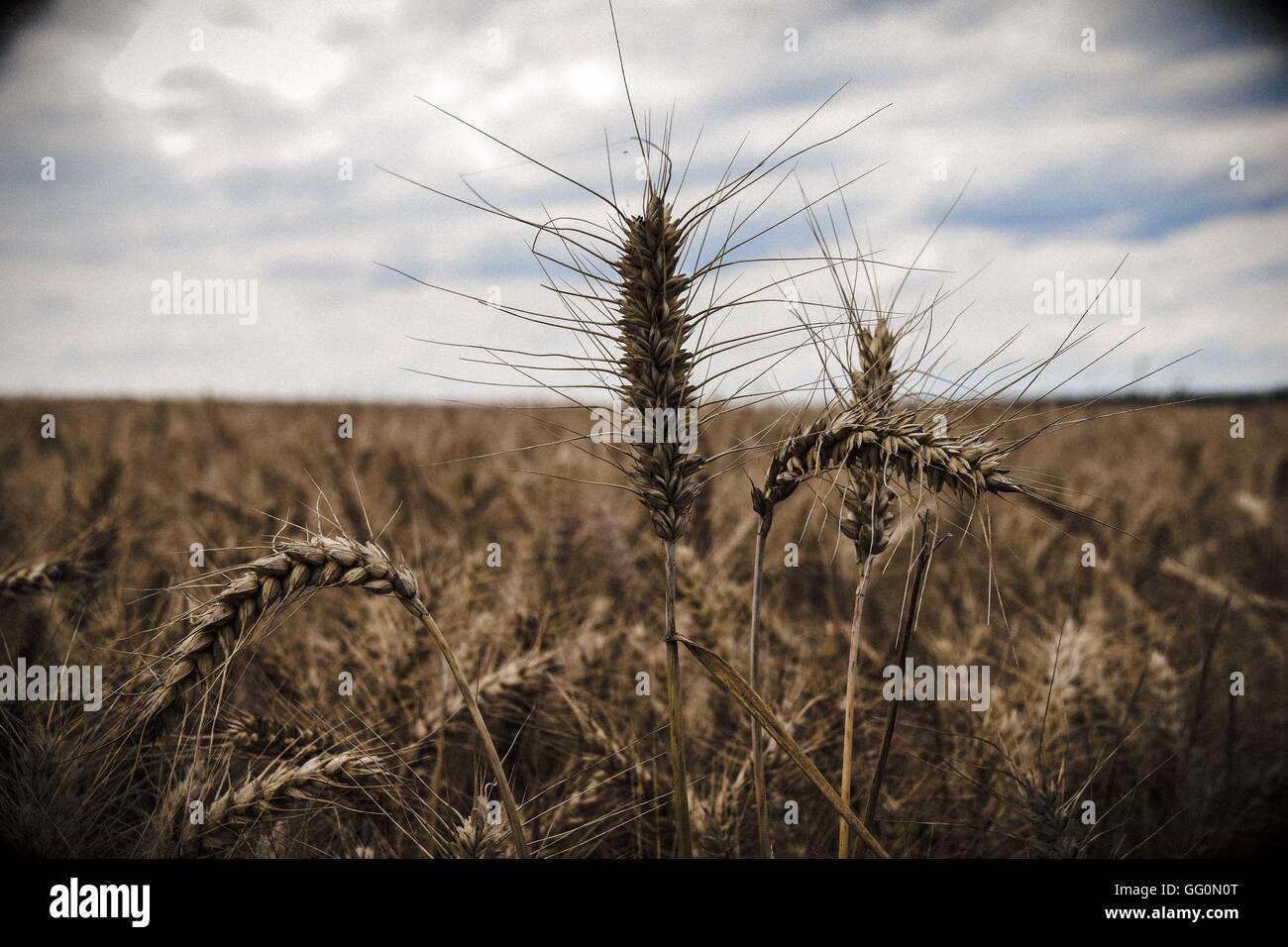 Close up of corn heads in a field of wheat Stock Photo - Alamy