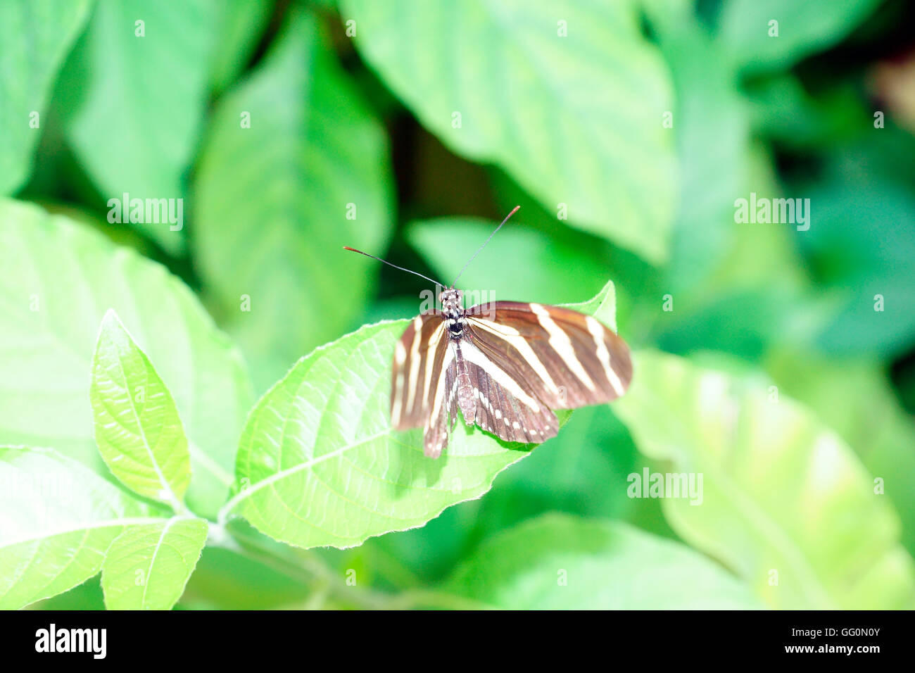 Zebra long wing butterflies hi-res stock photography and images - Alamy