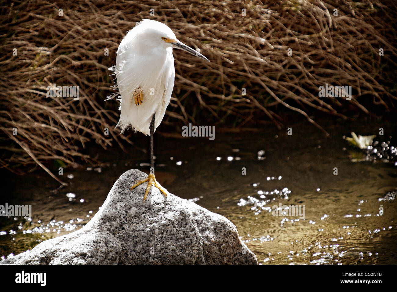 White Egret standing on one leg Stock Photo - Alamy