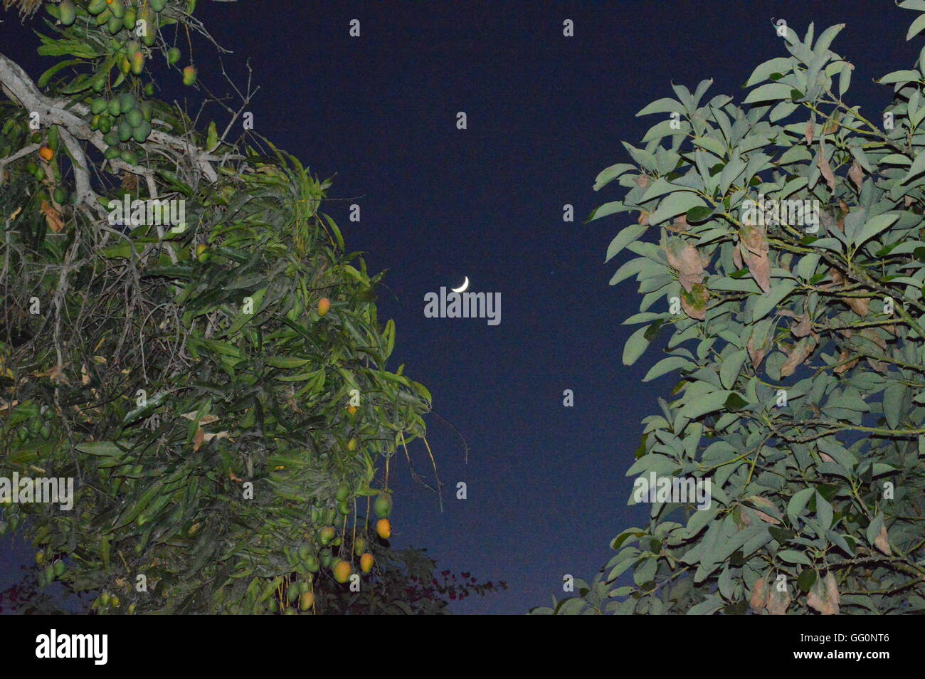 night sky with mango trees on the sides, and the crescent moon in the ...