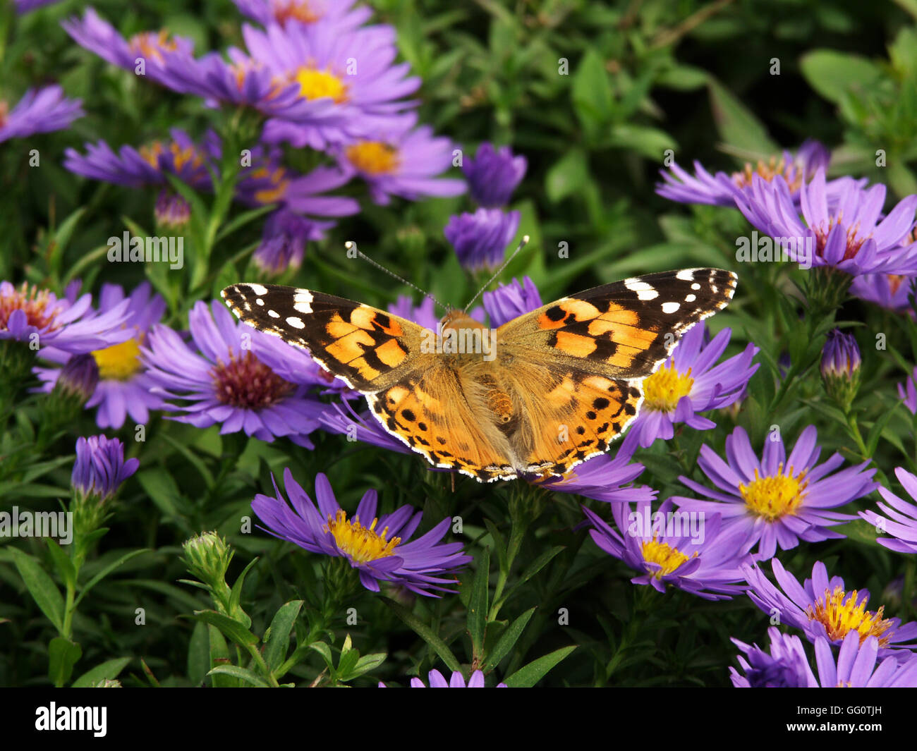 Common Tiger Butterfly (Danaus chrysippus) in the Chinese Ethnic ...