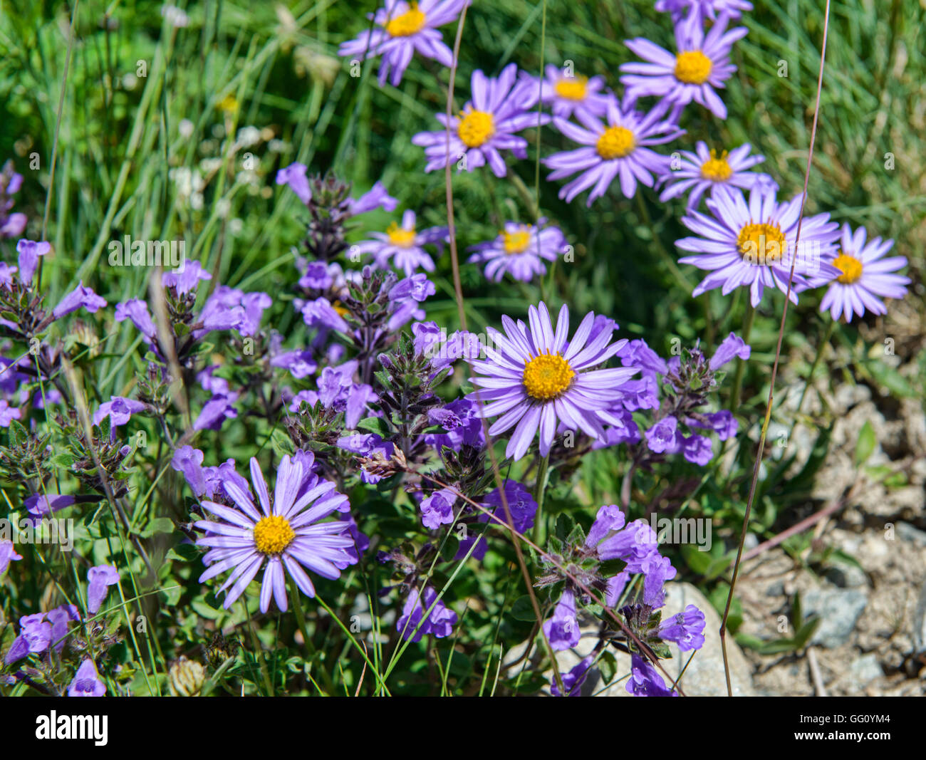 Purple daisies hi-res stock photography and images - Alamy