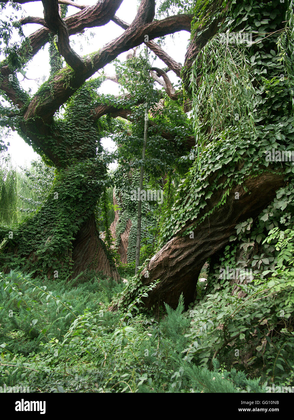 Gyrate Willow Forest in the Chinese Ethnic Culture Park. Beijing ...