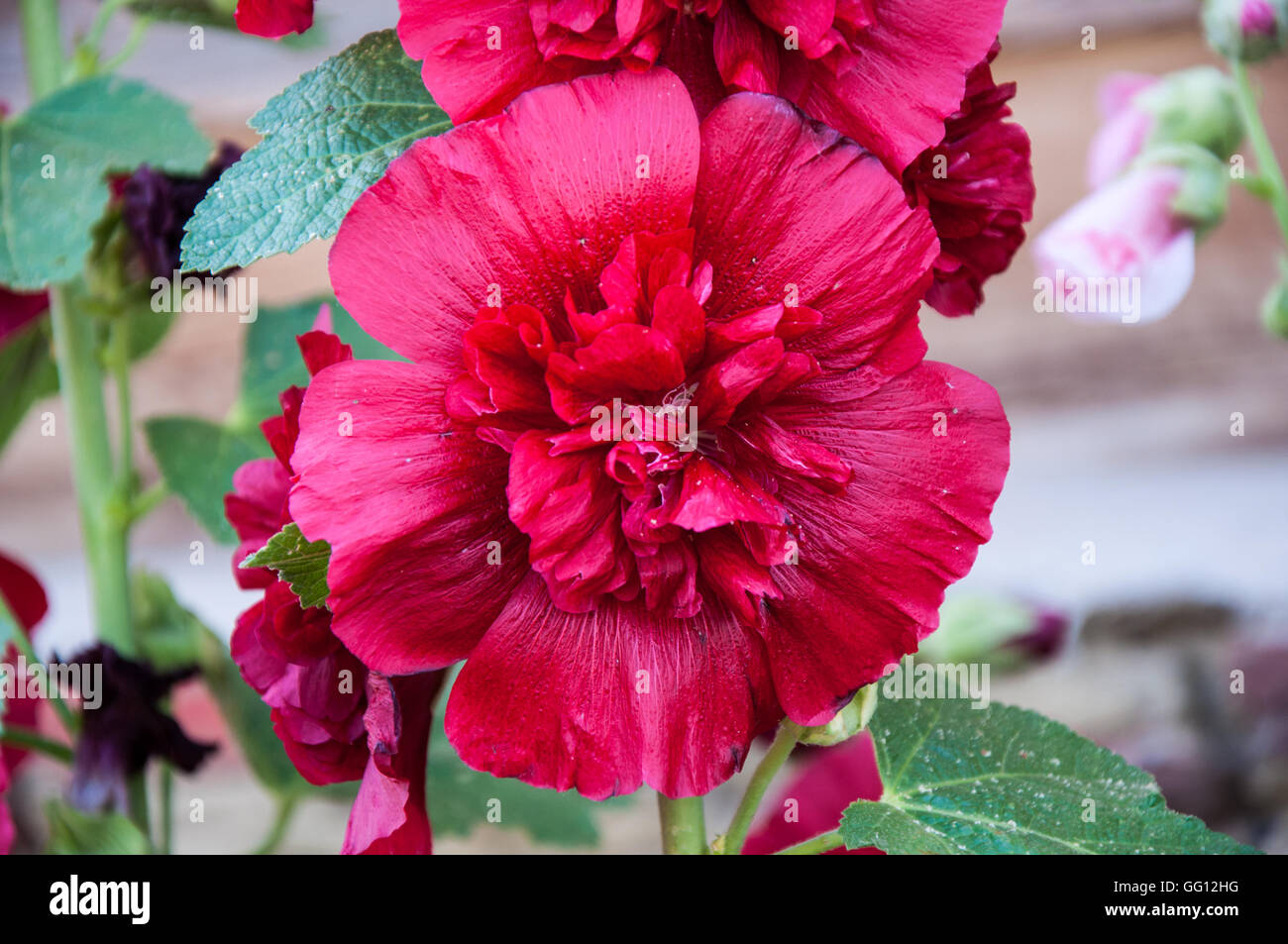 Malva double Red in the summer garden Stock Photo - Alamy