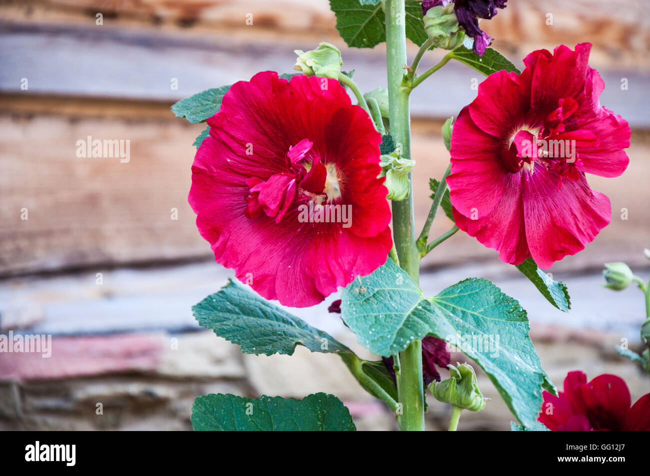 Malva double Red in the summer garden Stock Photo - Alamy
