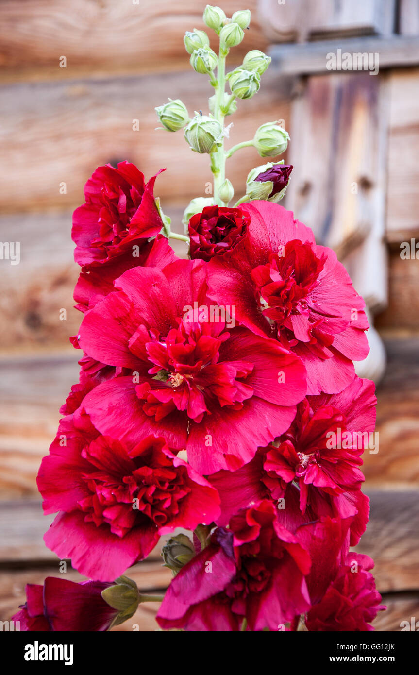 Malva double Red in the summer garden Stock Photo - Alamy