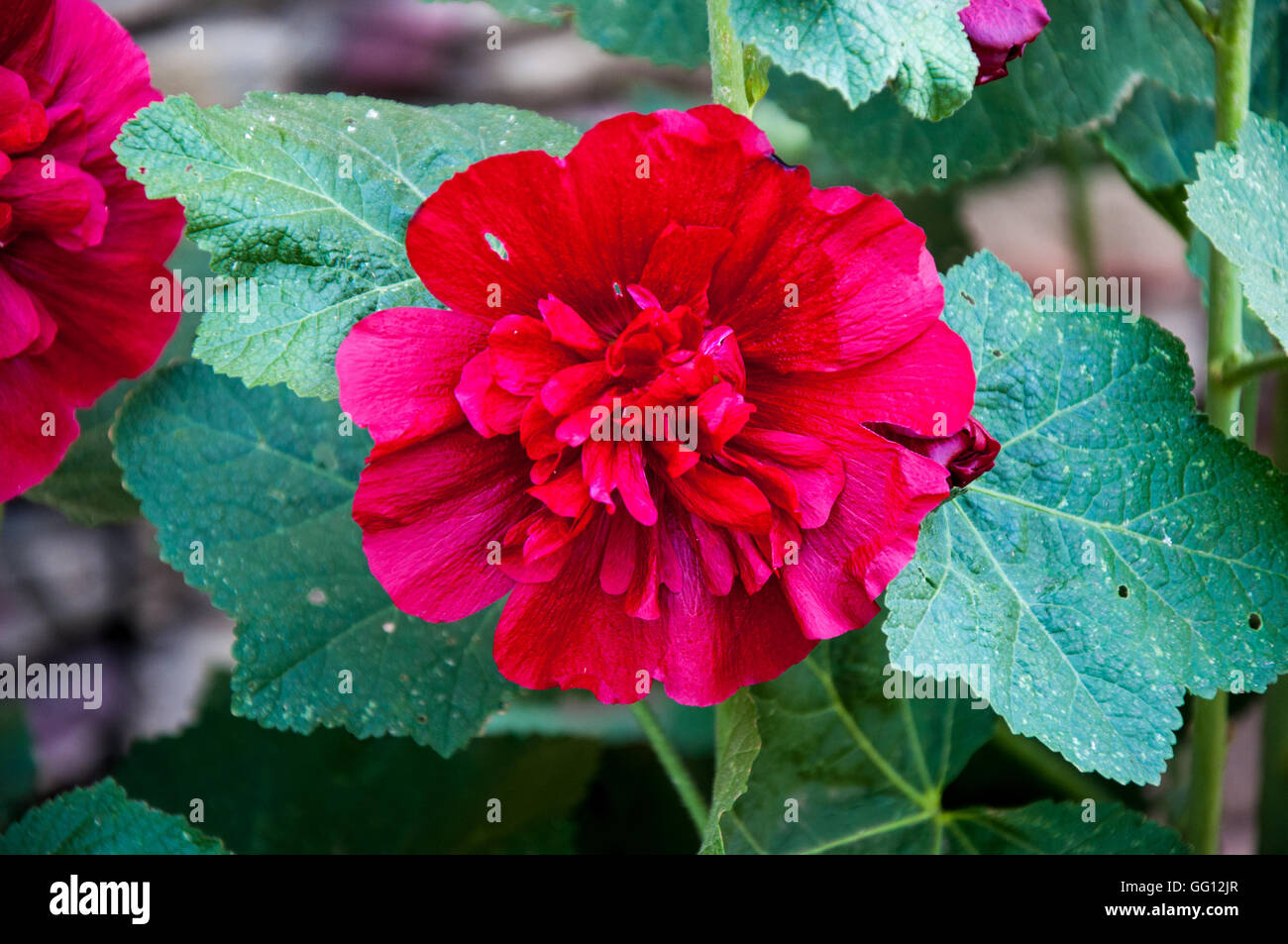 Malva double Red in the summer garden Stock Photo - Alamy