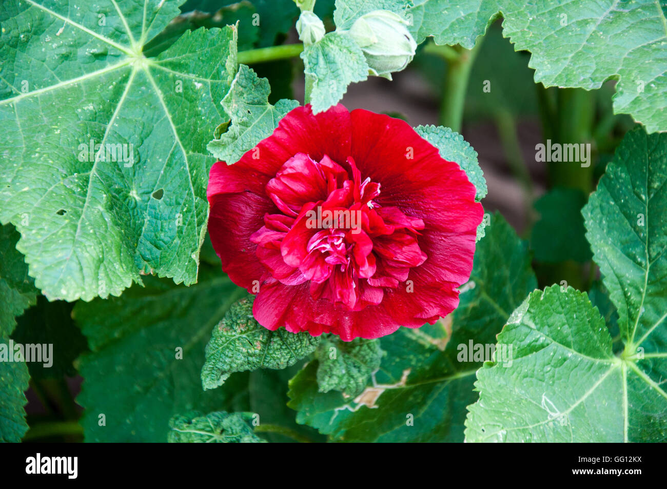 Malva double Red in the summer garden Stock Photo - Alamy