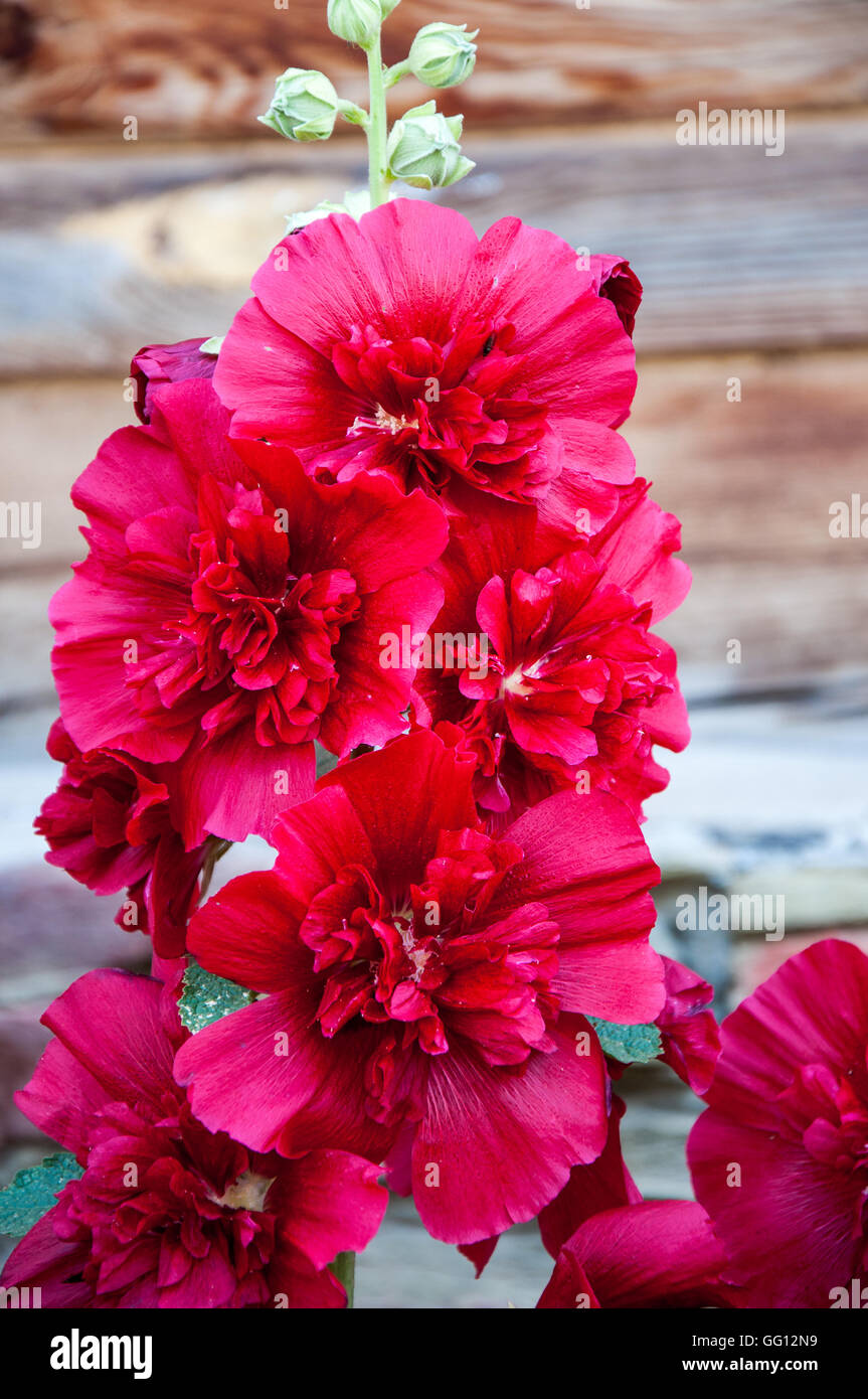 Malva double Red in the summer garden Stock Photo - Alamy