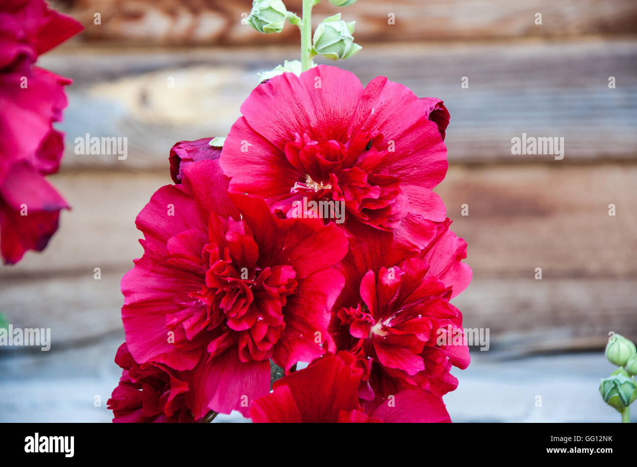 Malva double Red in the summer garden Stock Photo - Alamy